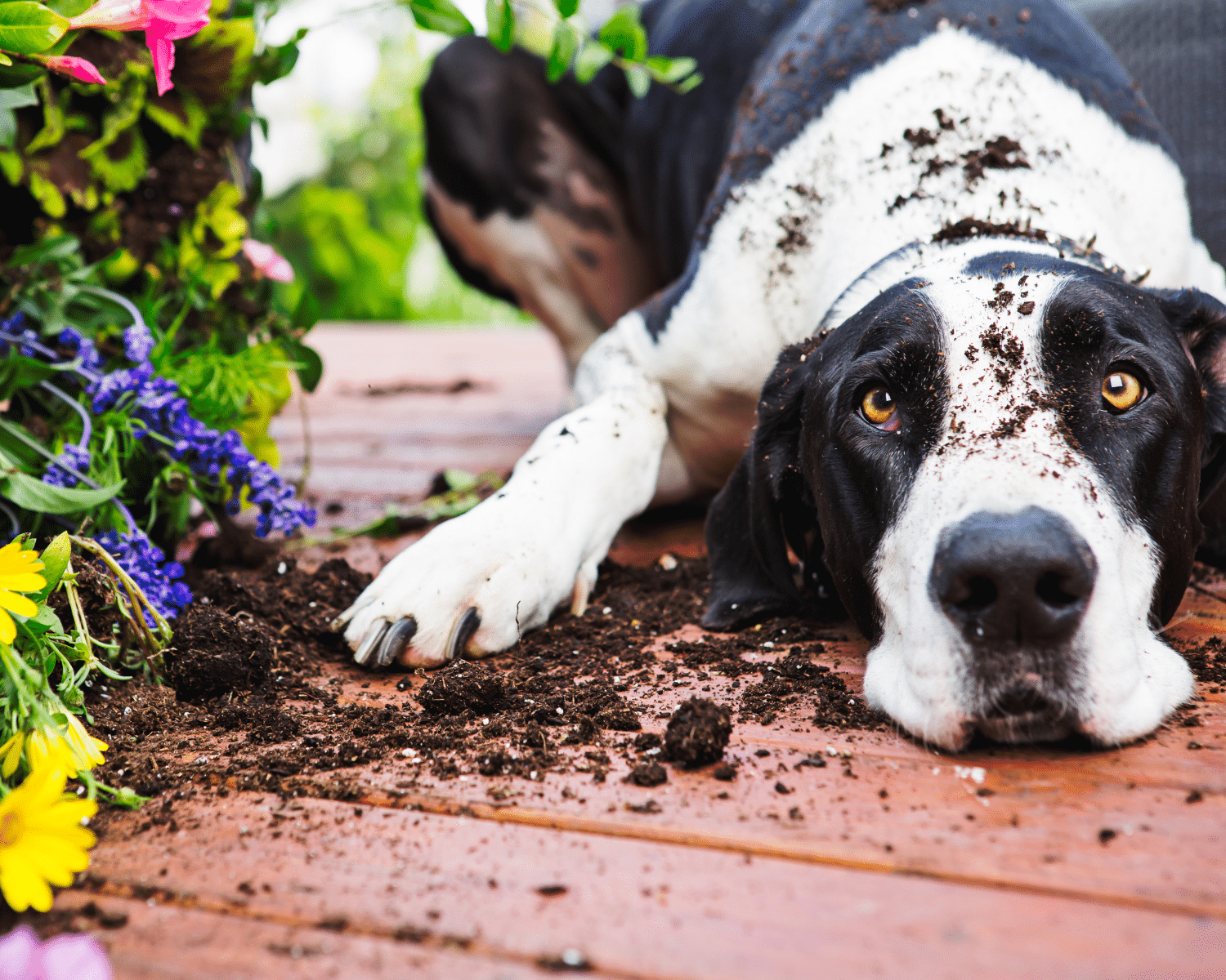 Is Pet Waste Harmful to Humans? Diseases From Dog Poop