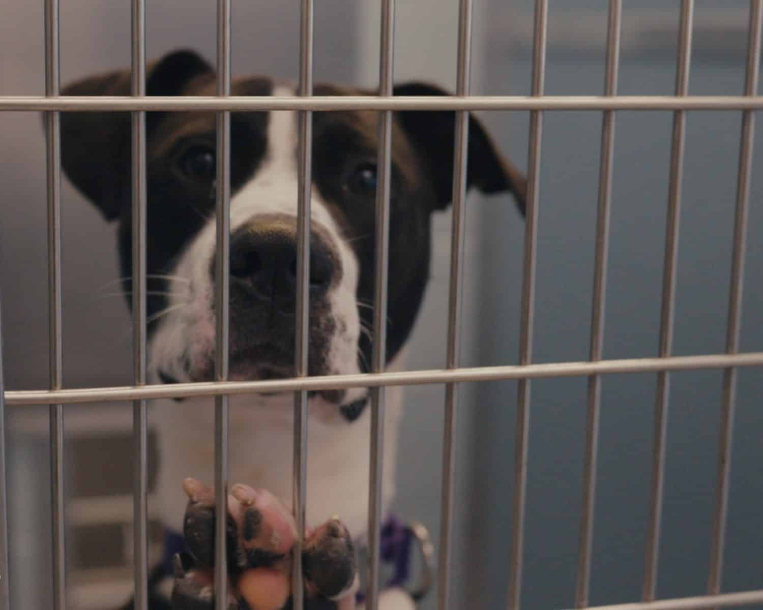 The Lifesaving Mission of Animal Shelters and Dog Adoption – Pet Butler